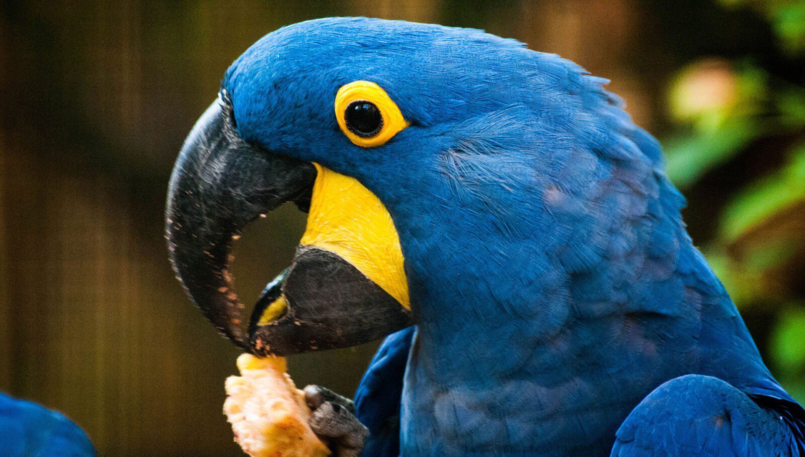 Omar’s Exotic Birds Now Provides In-Home Consultations for Exotic Bird ...