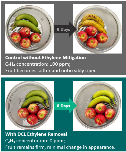 DCL International Unveils Breakthrough Catalyst for Fruit